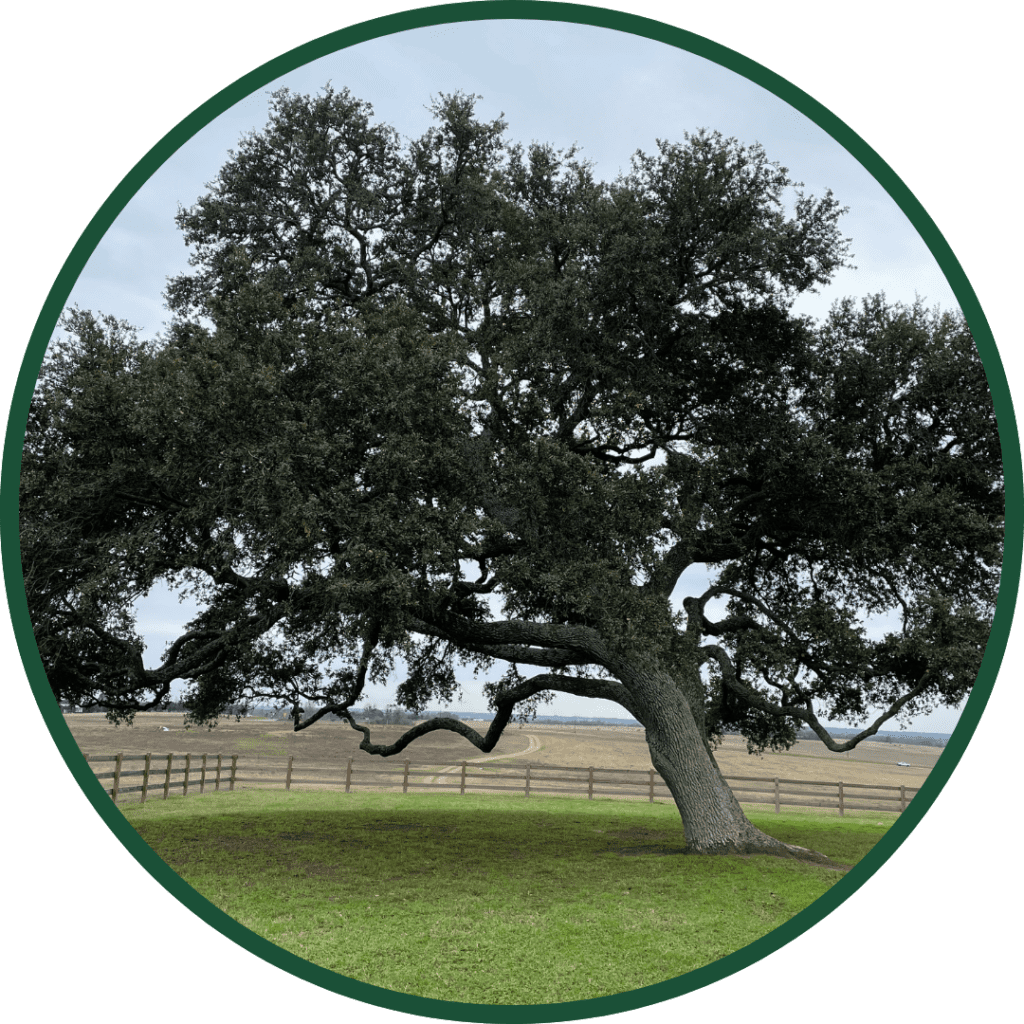 Get Healthy Trees I Texas Tree Services I Brenham,TX